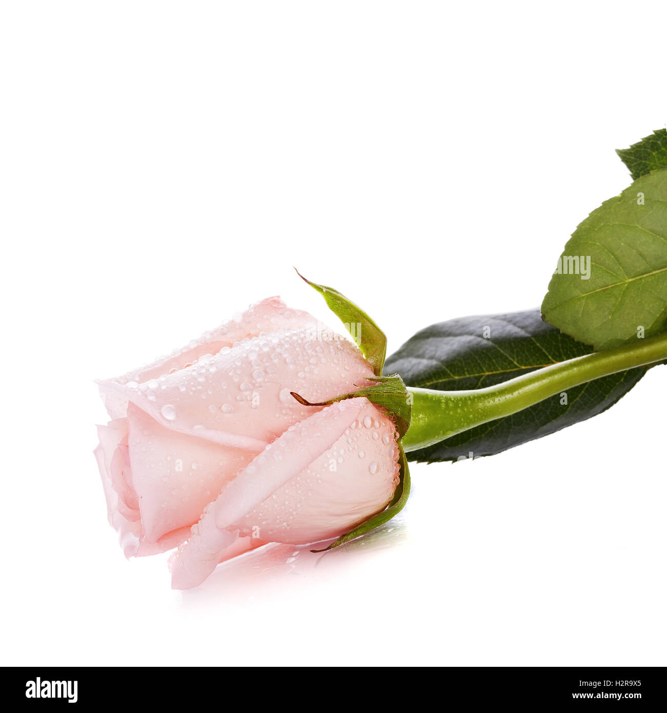 Bud of a pink rose Stock Photo - Alamy