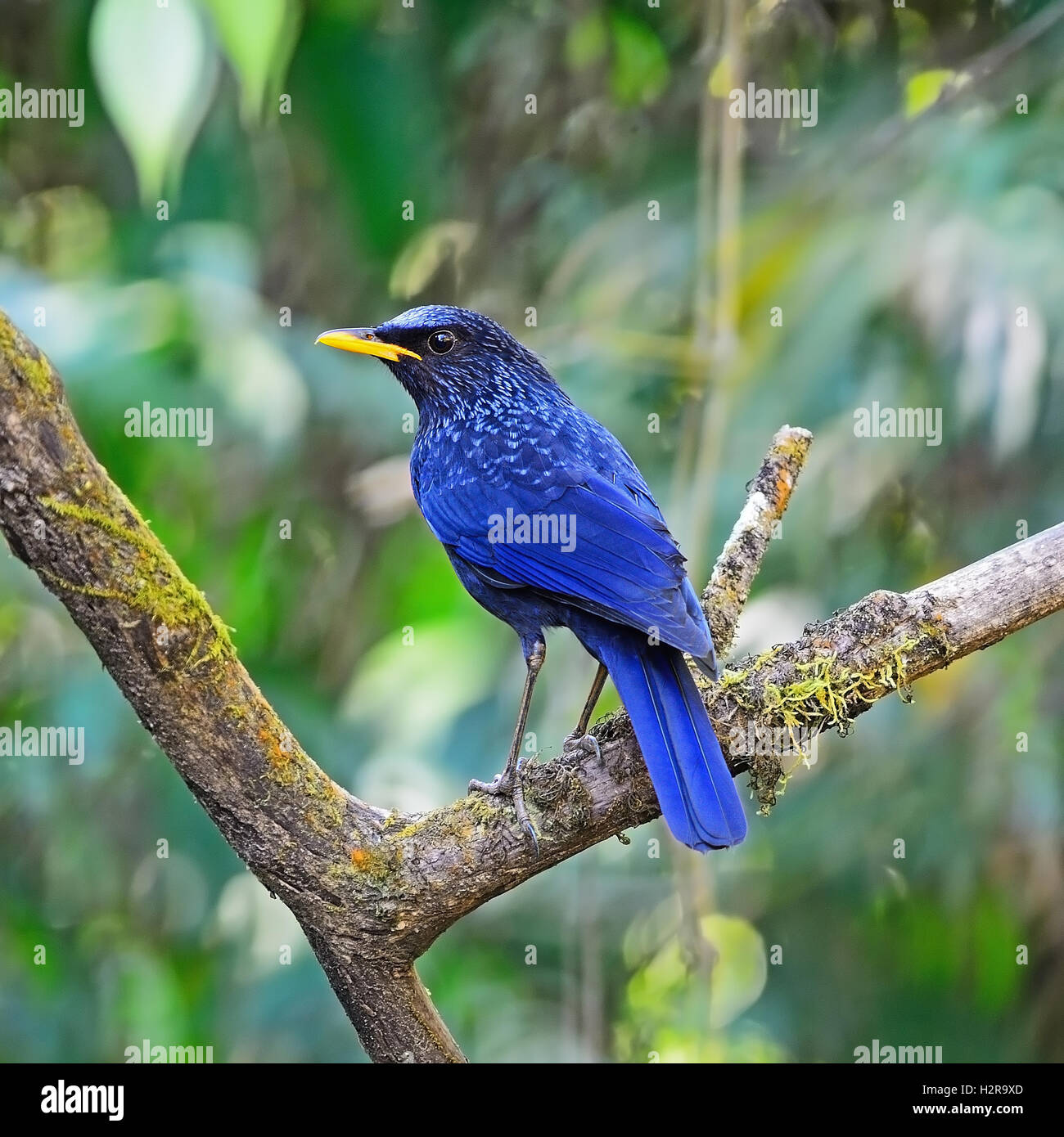 Asian thrush hi-res stock photography and images - Alamy