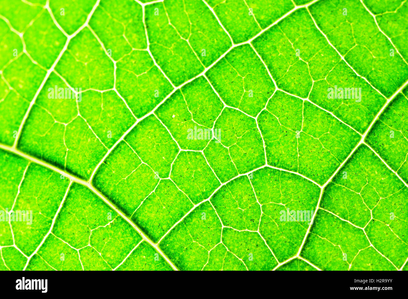 Abstract green leaf background hi-res stock photography and images - Alamy