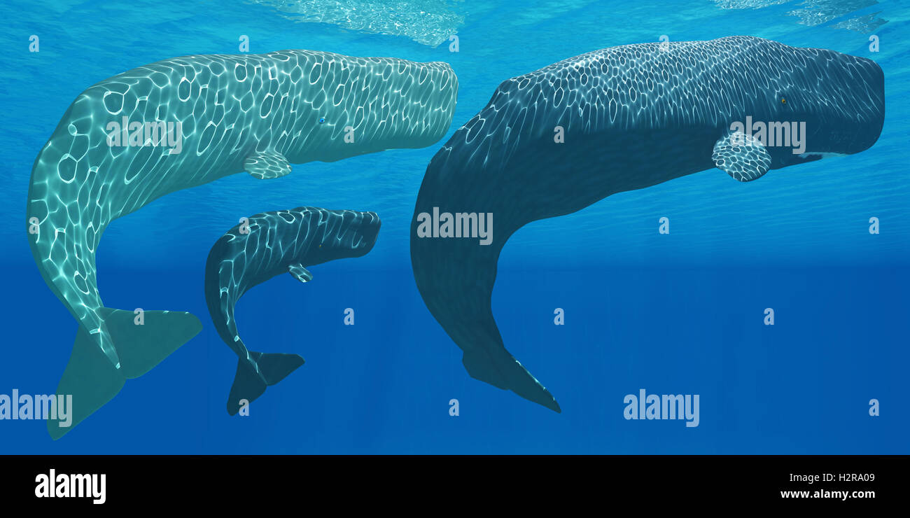 Sperm whale mother calf hi-res stock photography and images - Alamy