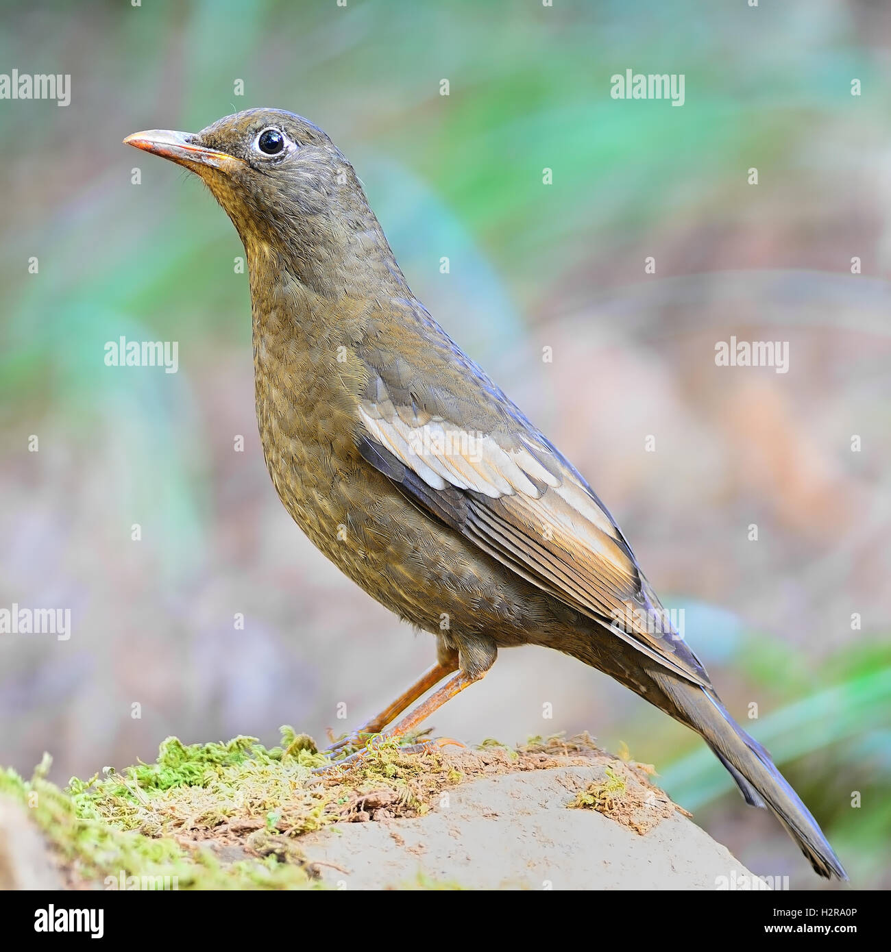 juvenile male Black-breasted Thrush Stock Photo - Alamy