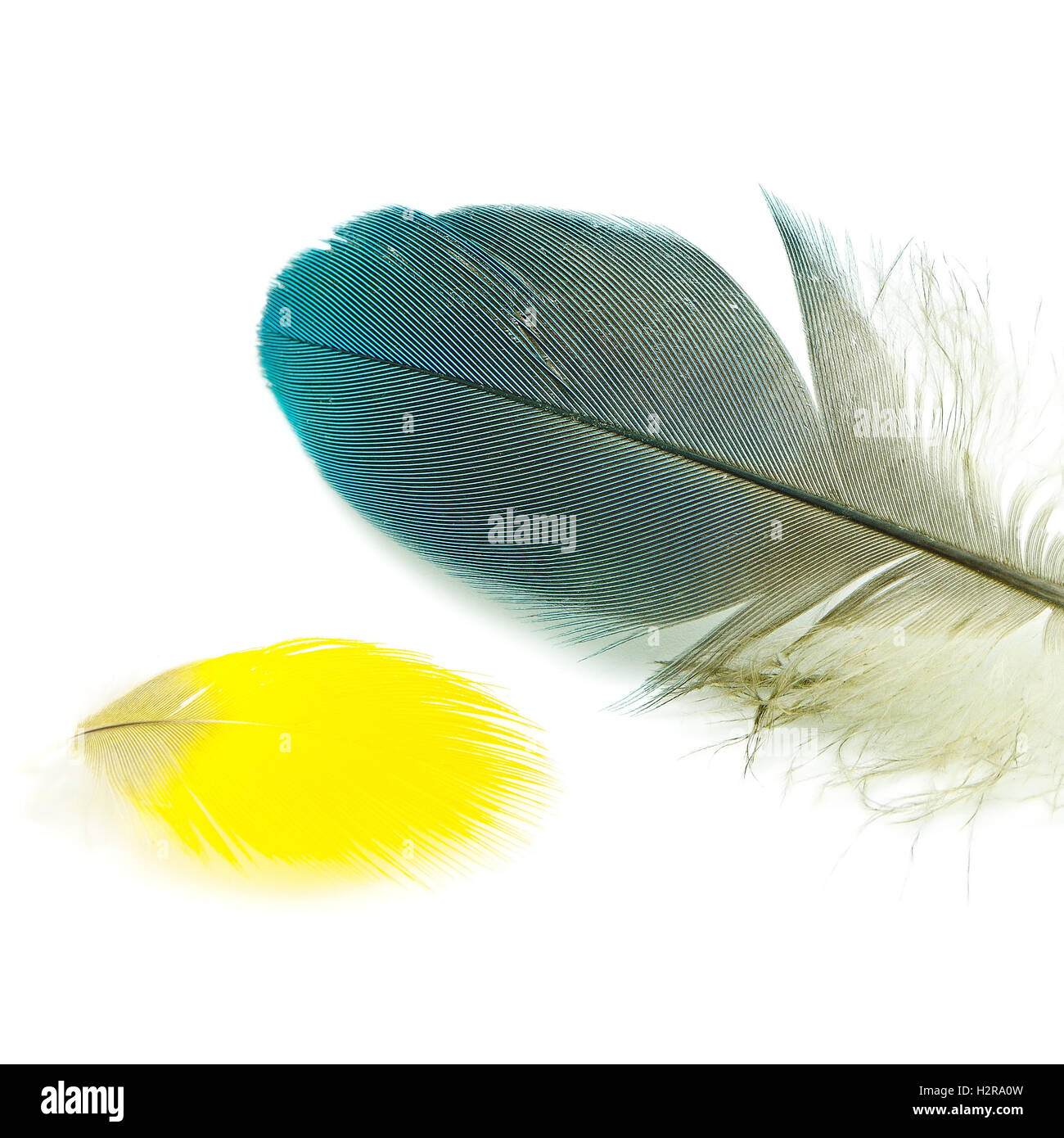 bird feather isolated Stock Photo - Alamy