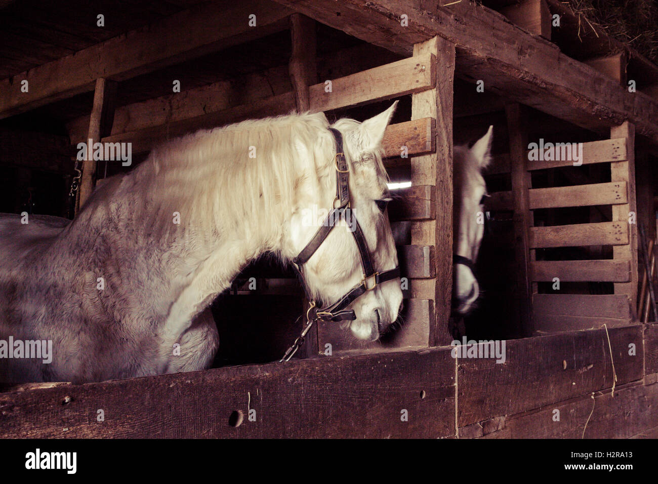 Two horses look at one another through their stable stalls, almost ...