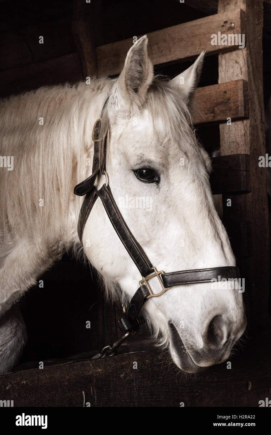 Rustic stable hi-res stock photography and images - Alamy