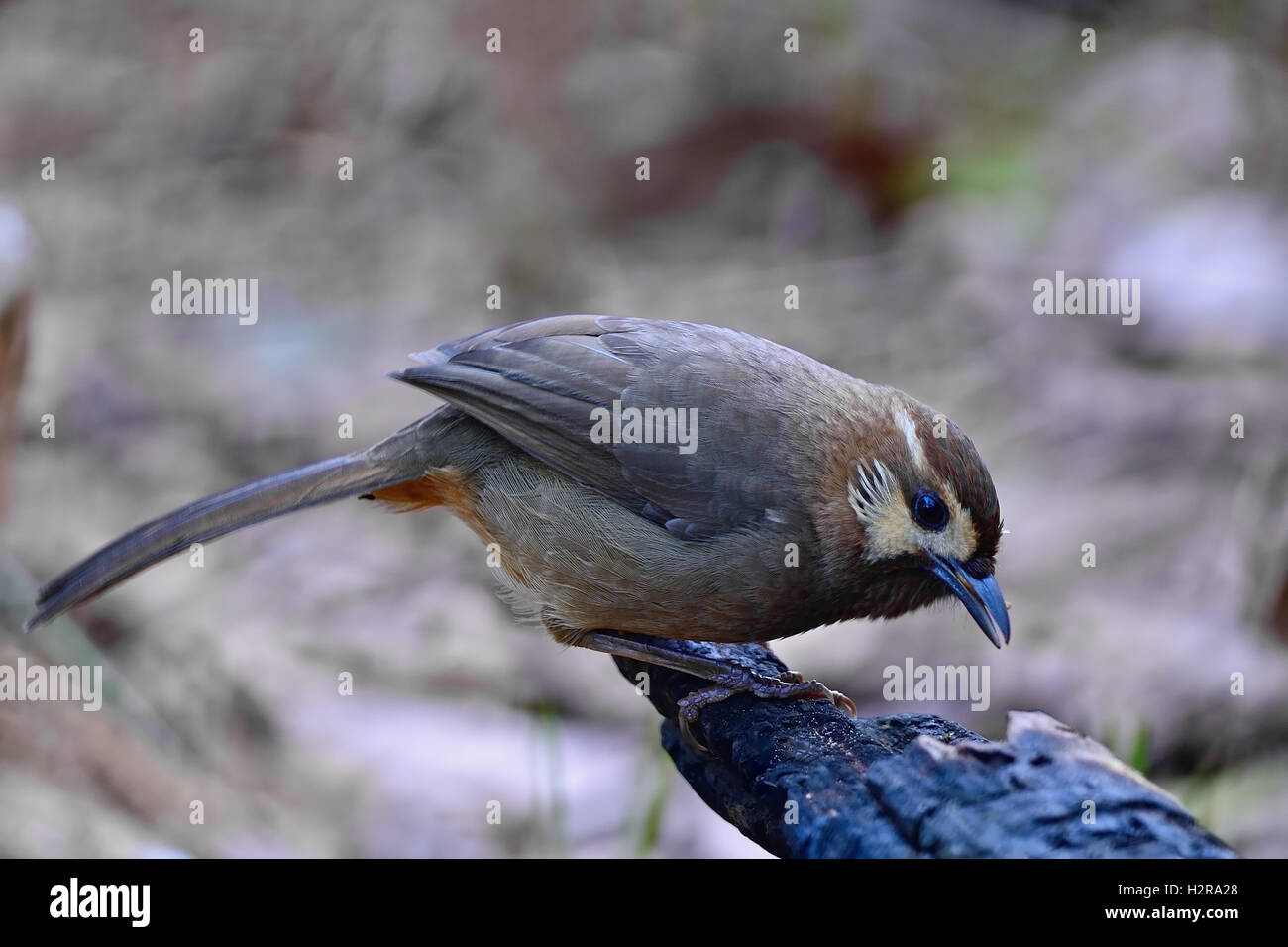 Pterorhinus hi-res stock photography and images - Alamy