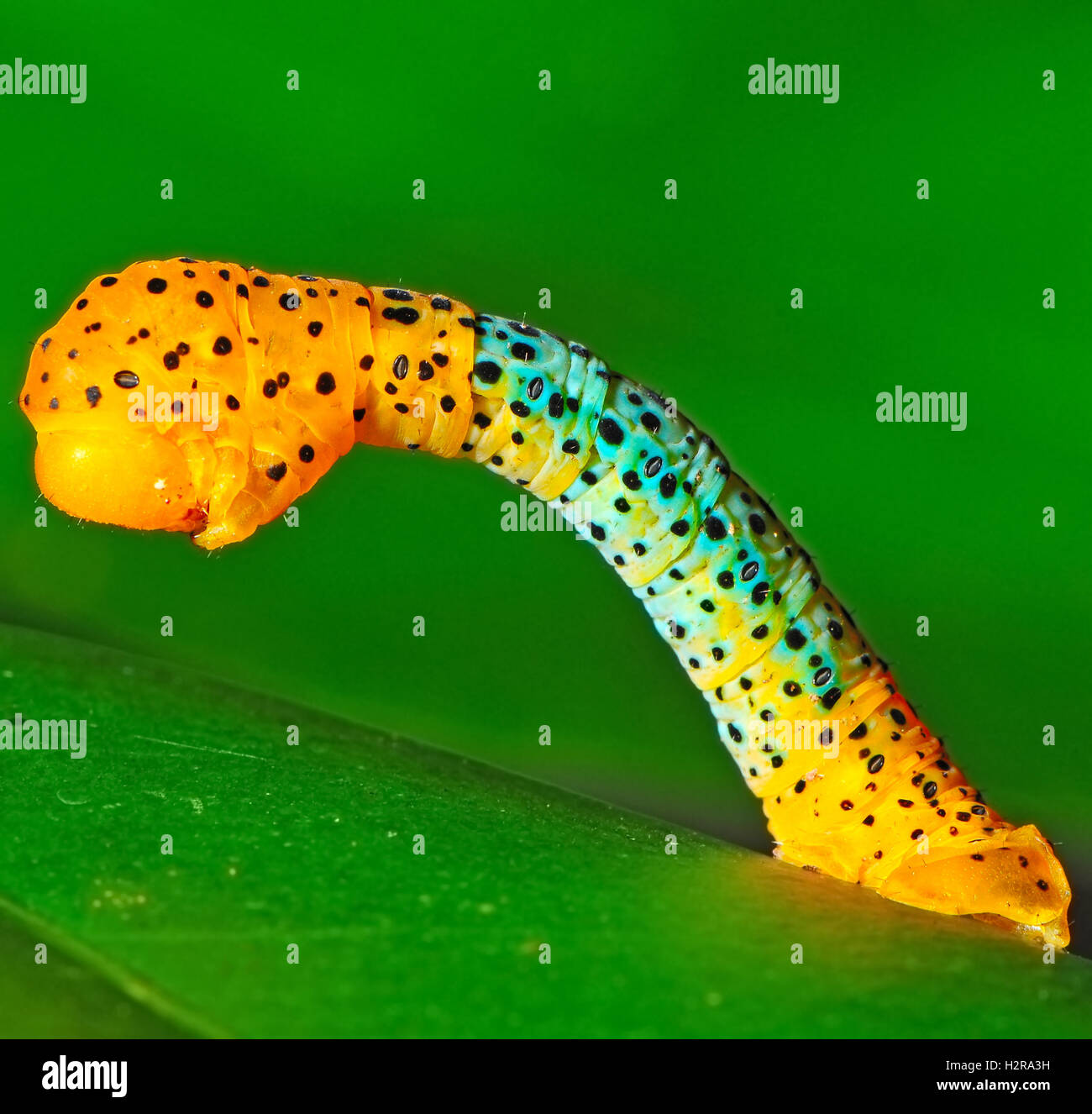 Closeup caterpillar hi-res stock photography and images - Alamy