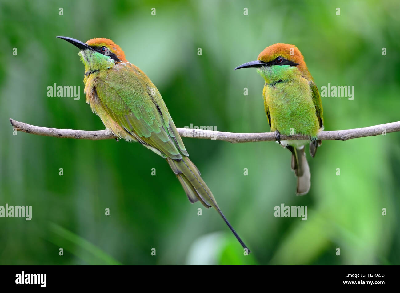Little Green Bee-eater Stock Photo - Alamy