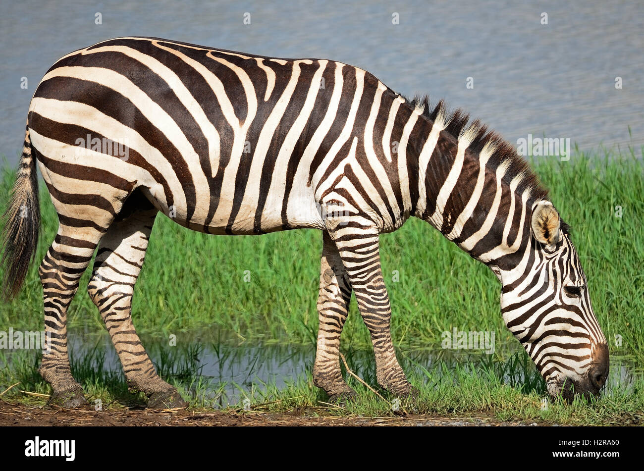 Africa safari wildlife hi-res stock photography and images - Alamy