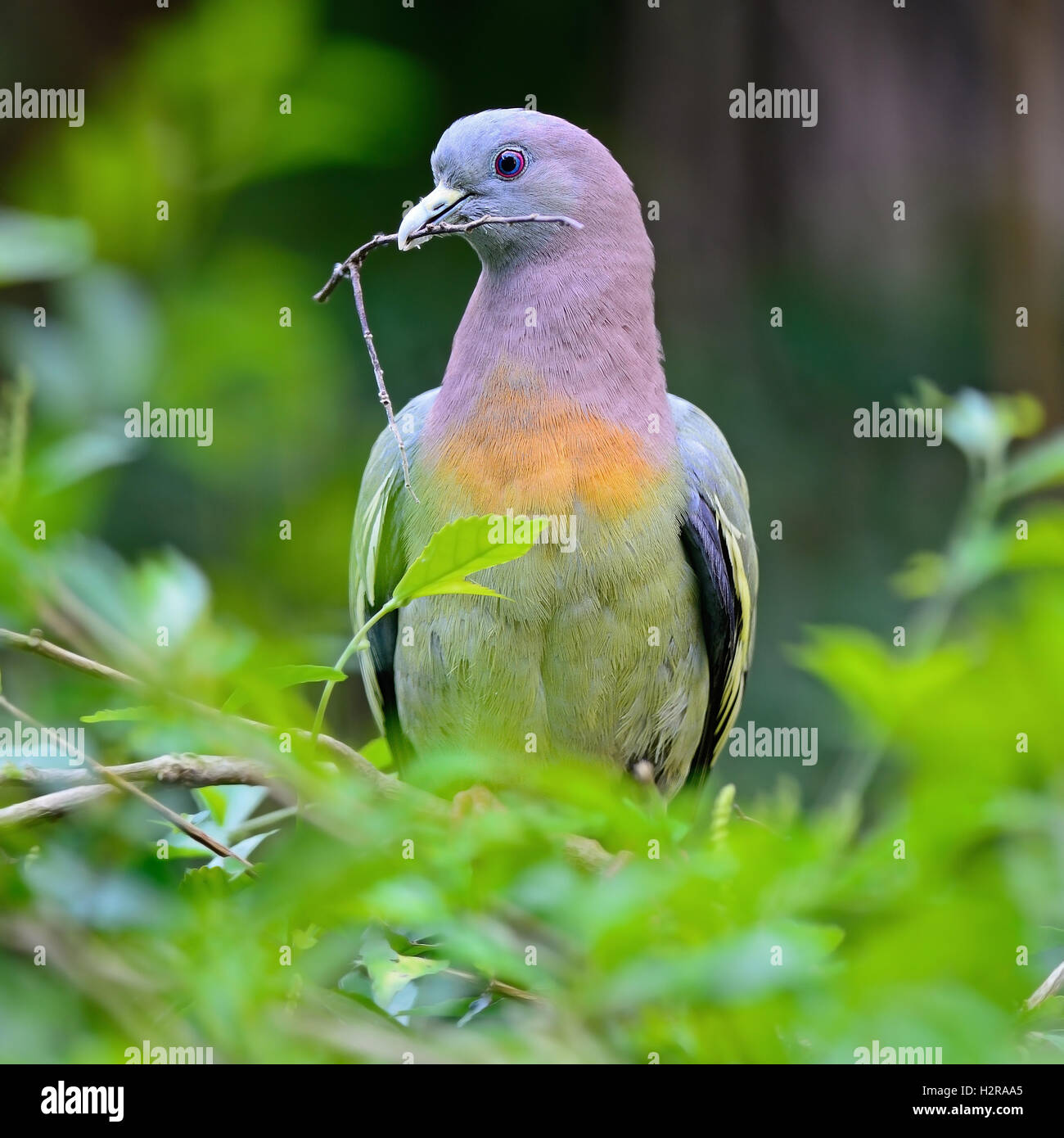 Colorful dove hi-res stock photography and images - Alamy