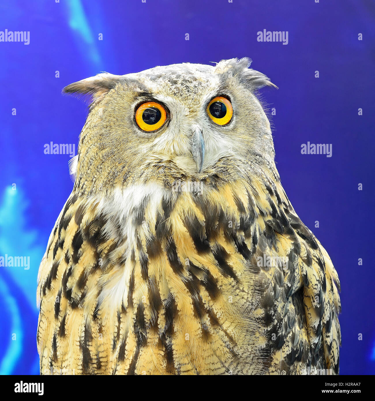 Black eagle owl hi-res stock photography and images - Alamy