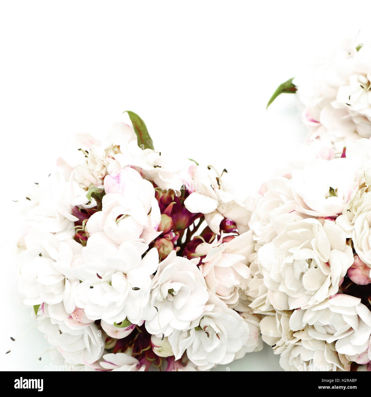 Glory Bower flower Stock Photo - Alamy