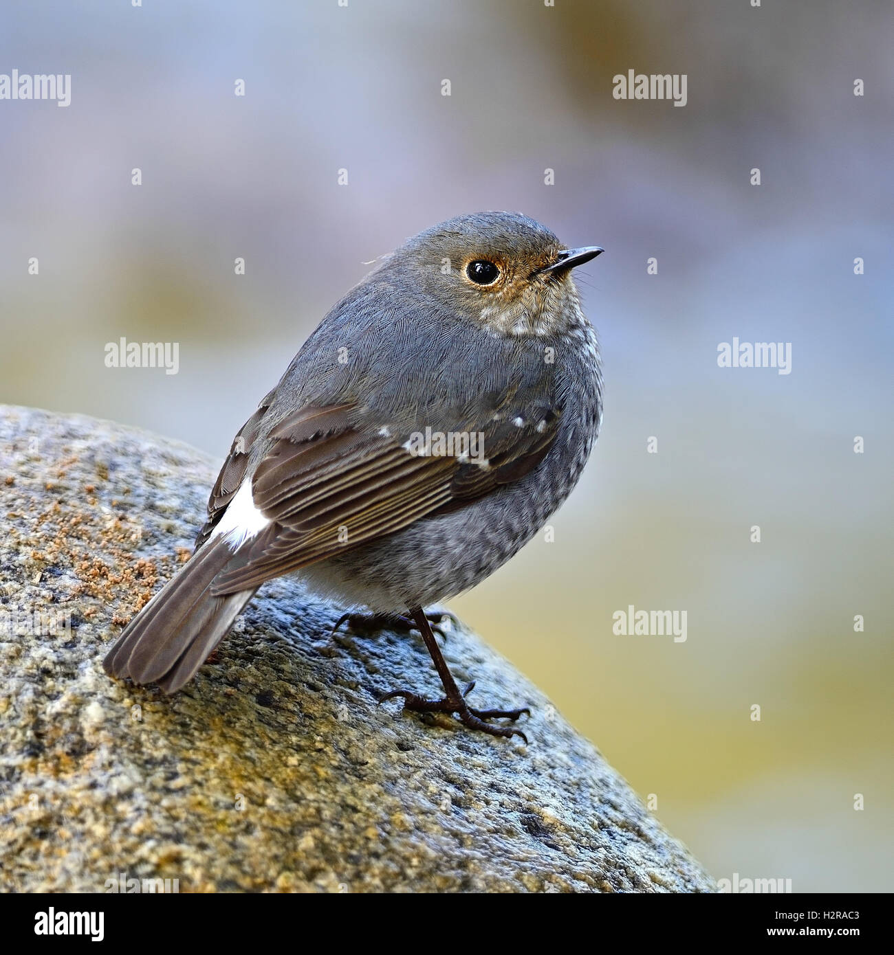 Plumbeous redstart hi-res stock photography and images - Alamy