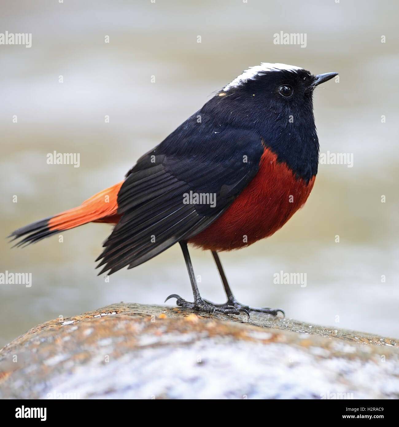 Cute white bird hi-res stock photography and images - Alamy