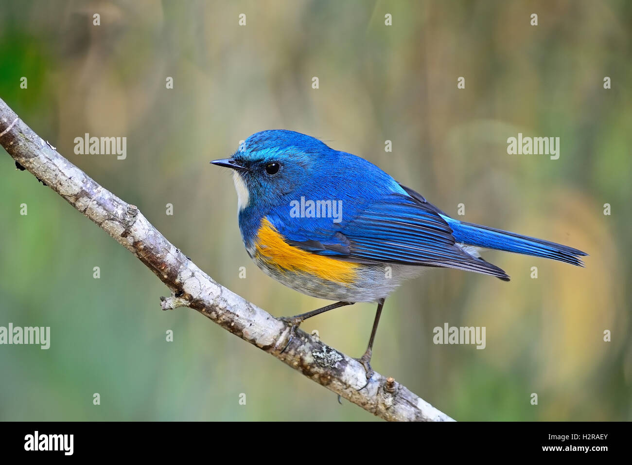 male Himalayan Bluetail Stock Photo - Alamy