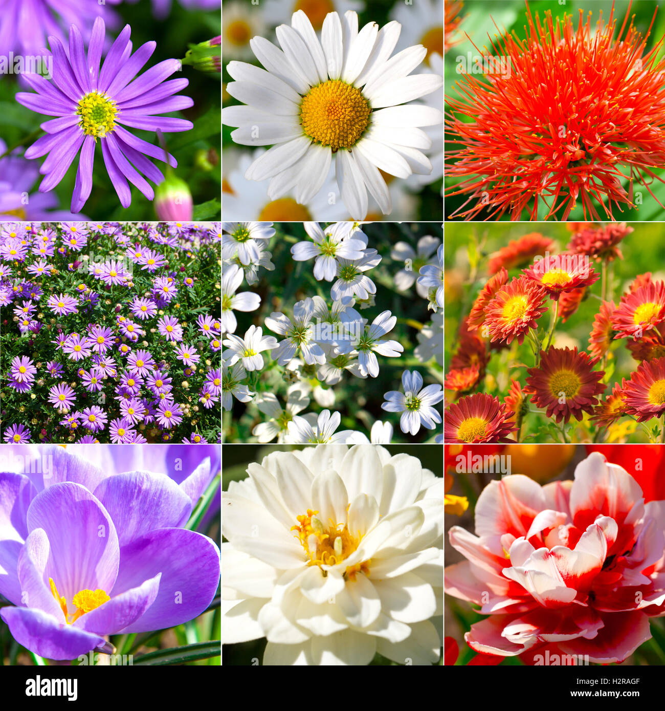 collection of different flowers Stock Photo - Alamy