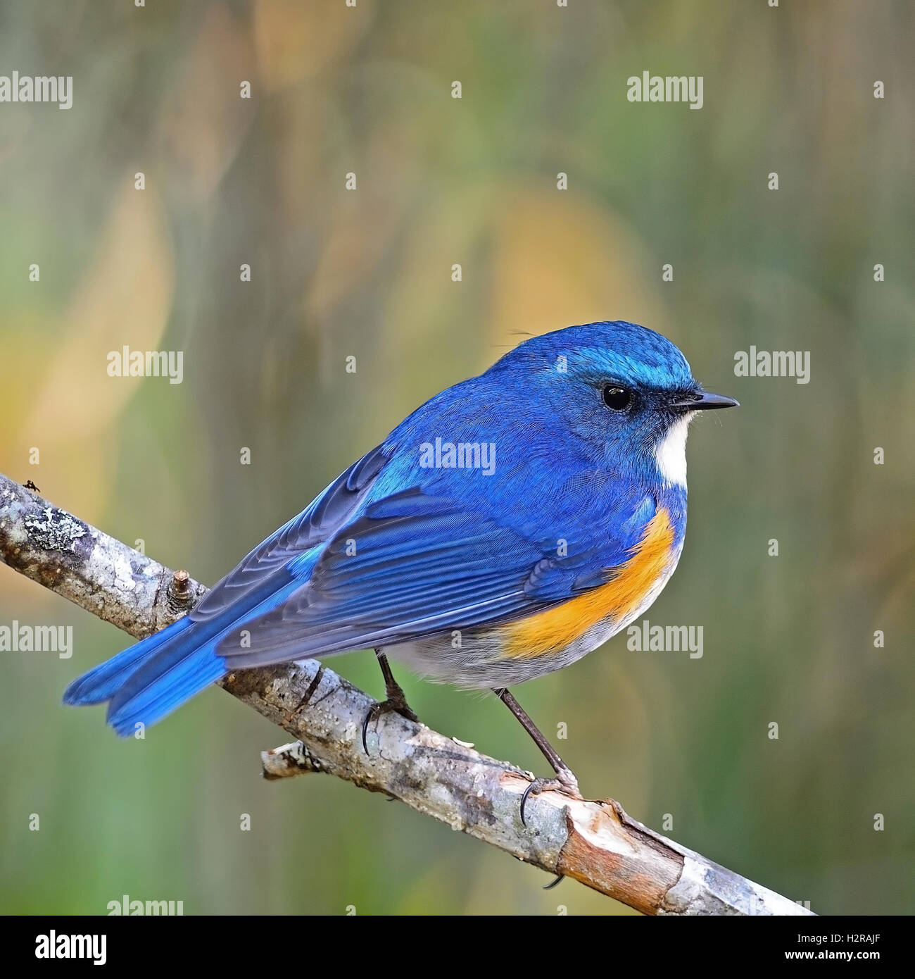 male Himalayan Bluetail Stock Photo - Alamy