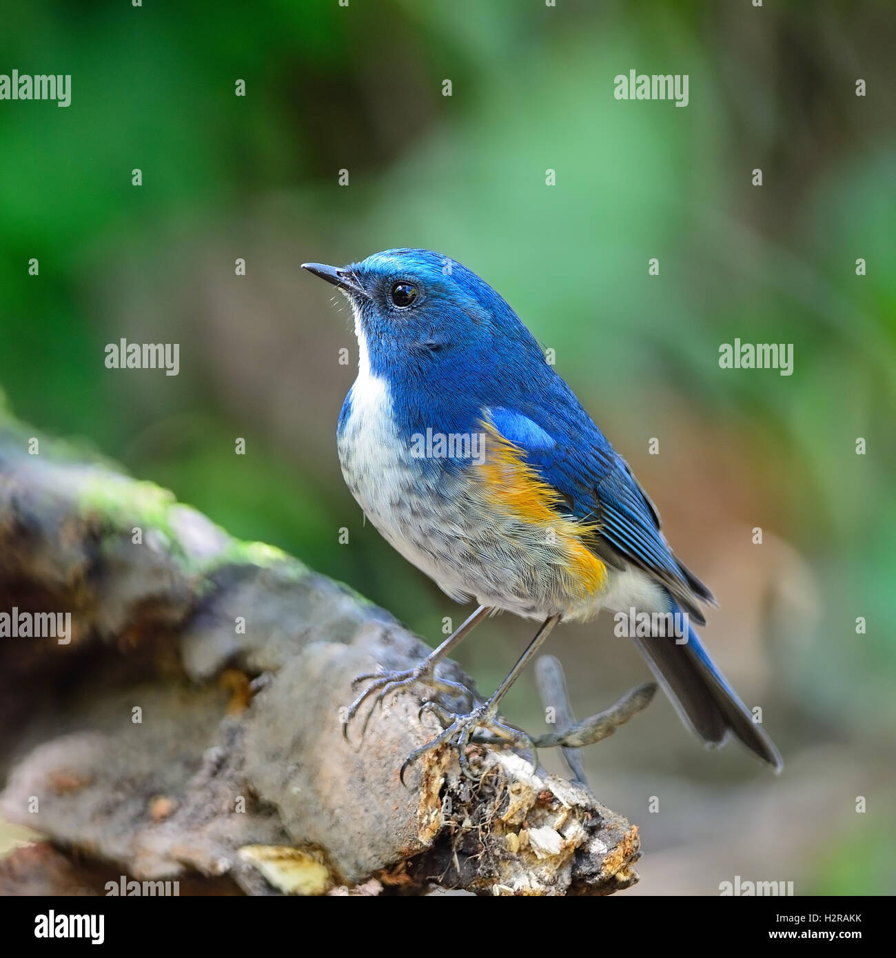 male Himalayan Bluetail Stock Photo - Alamy