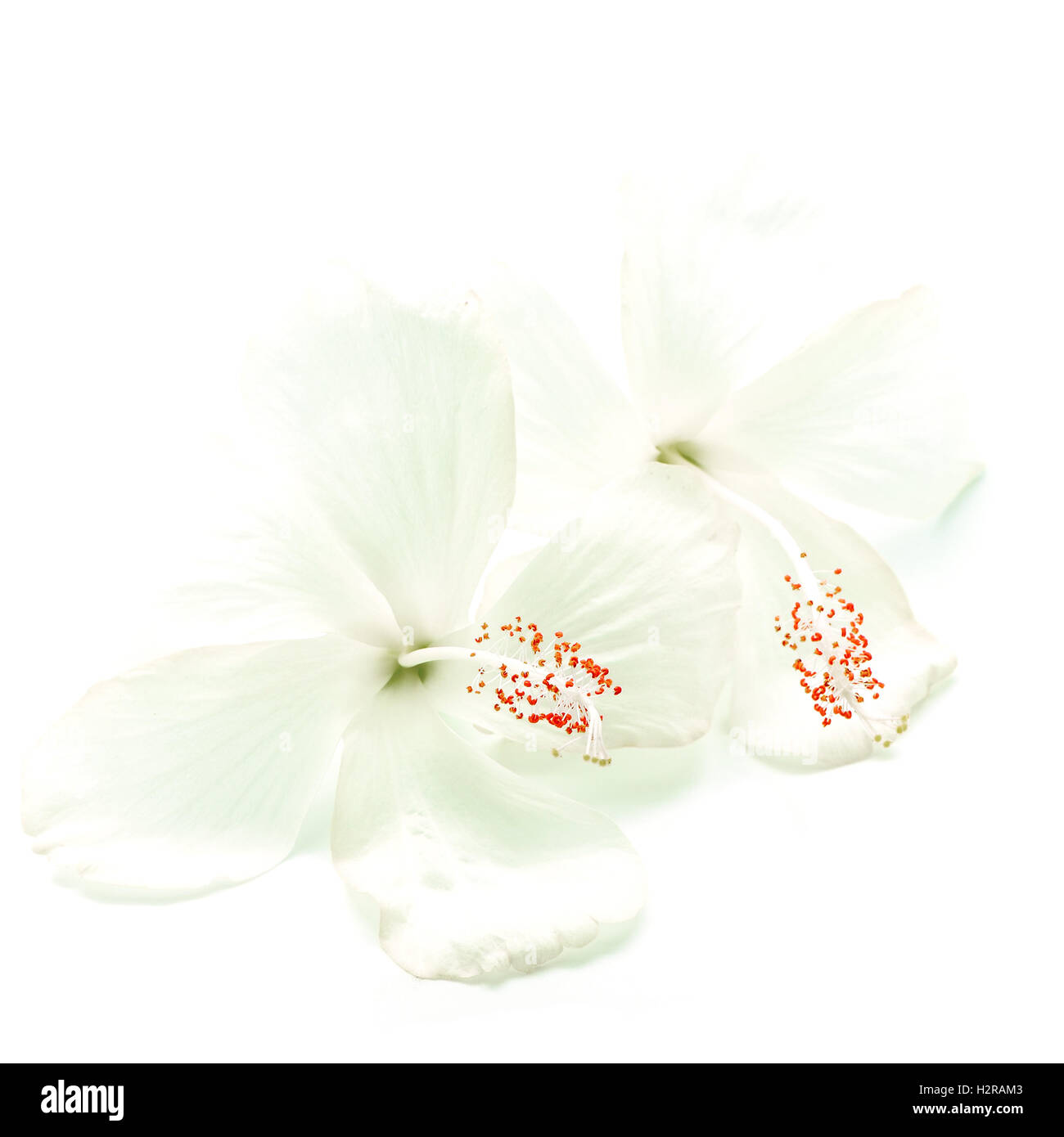 Hibiscus, white background hi-res stock photography and images - Alamy