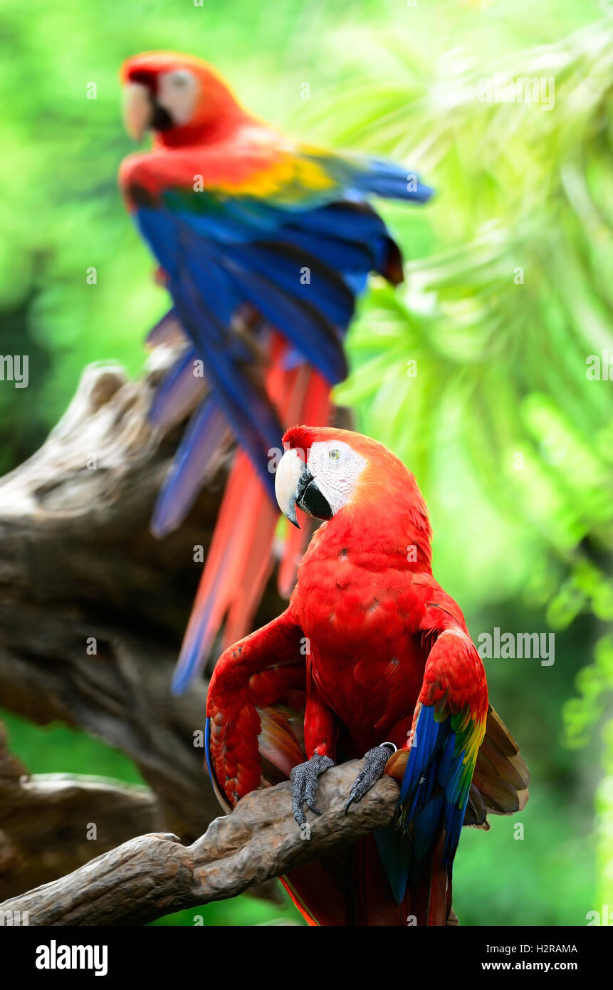 Red scarlet macaw hi-res stock photography and images - Alamy