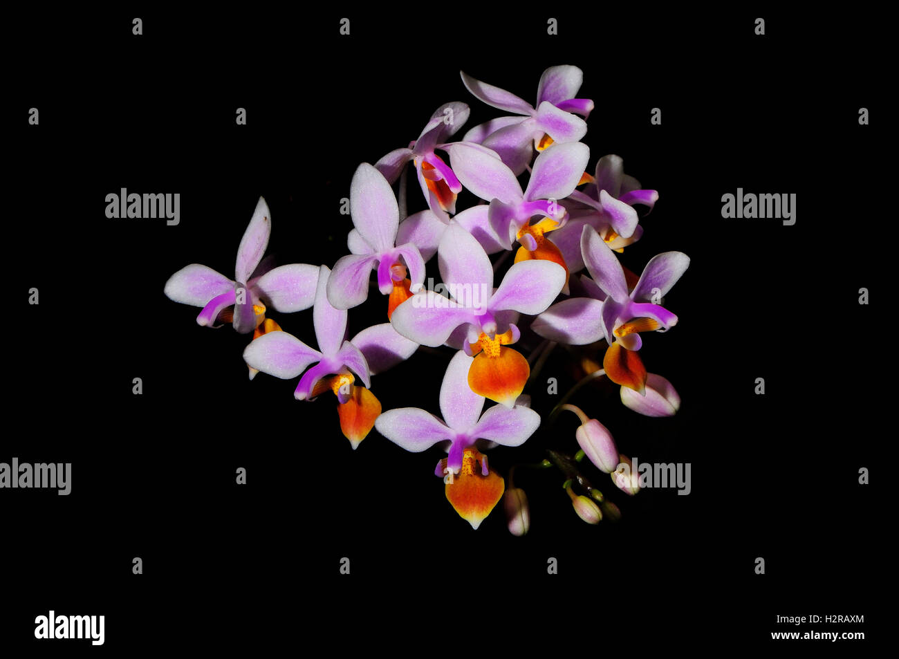 Spp symbol hi-res stock photography and images - Alamy