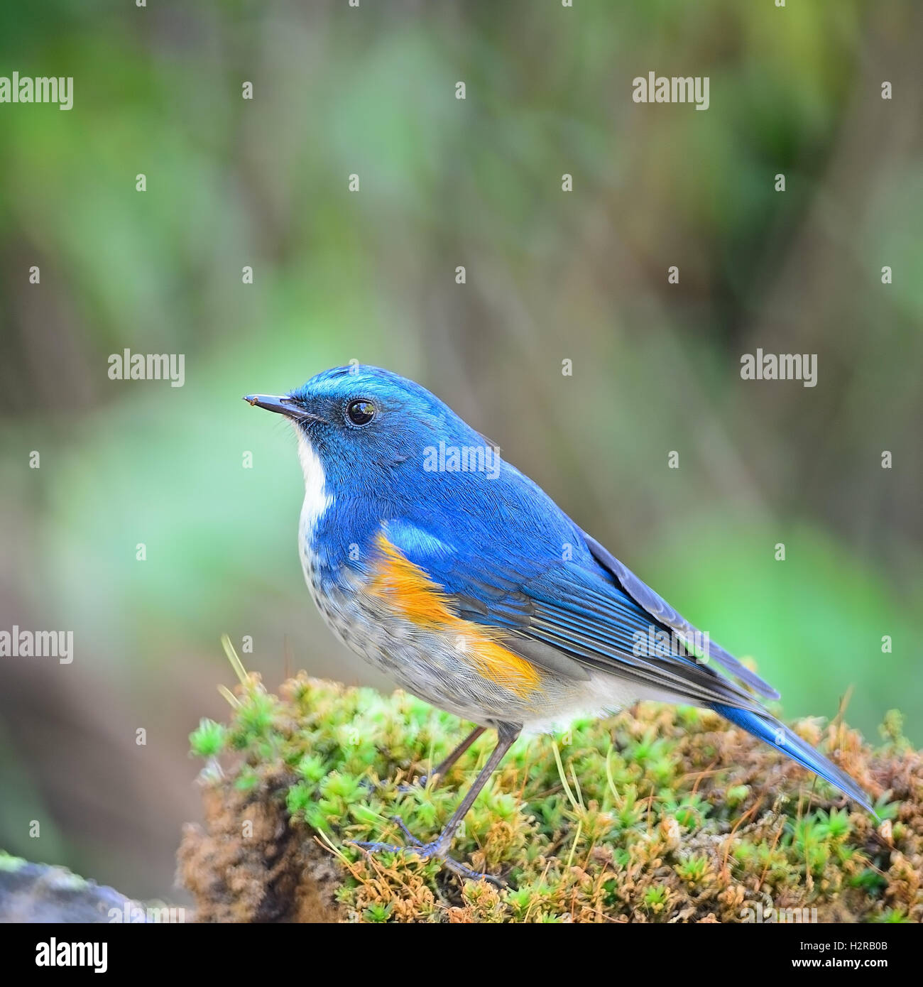 male Himalayan Bluetail Stock Photo - Alamy
