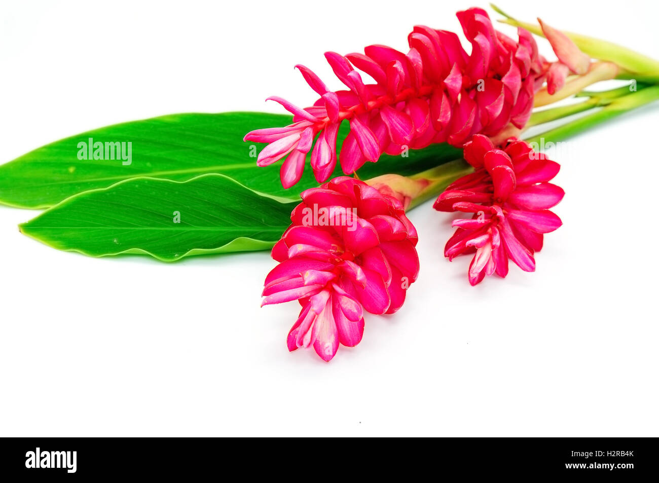 Red ginger alpinia purpurata flower Cut Out Stock Images & Pictures - Alamy