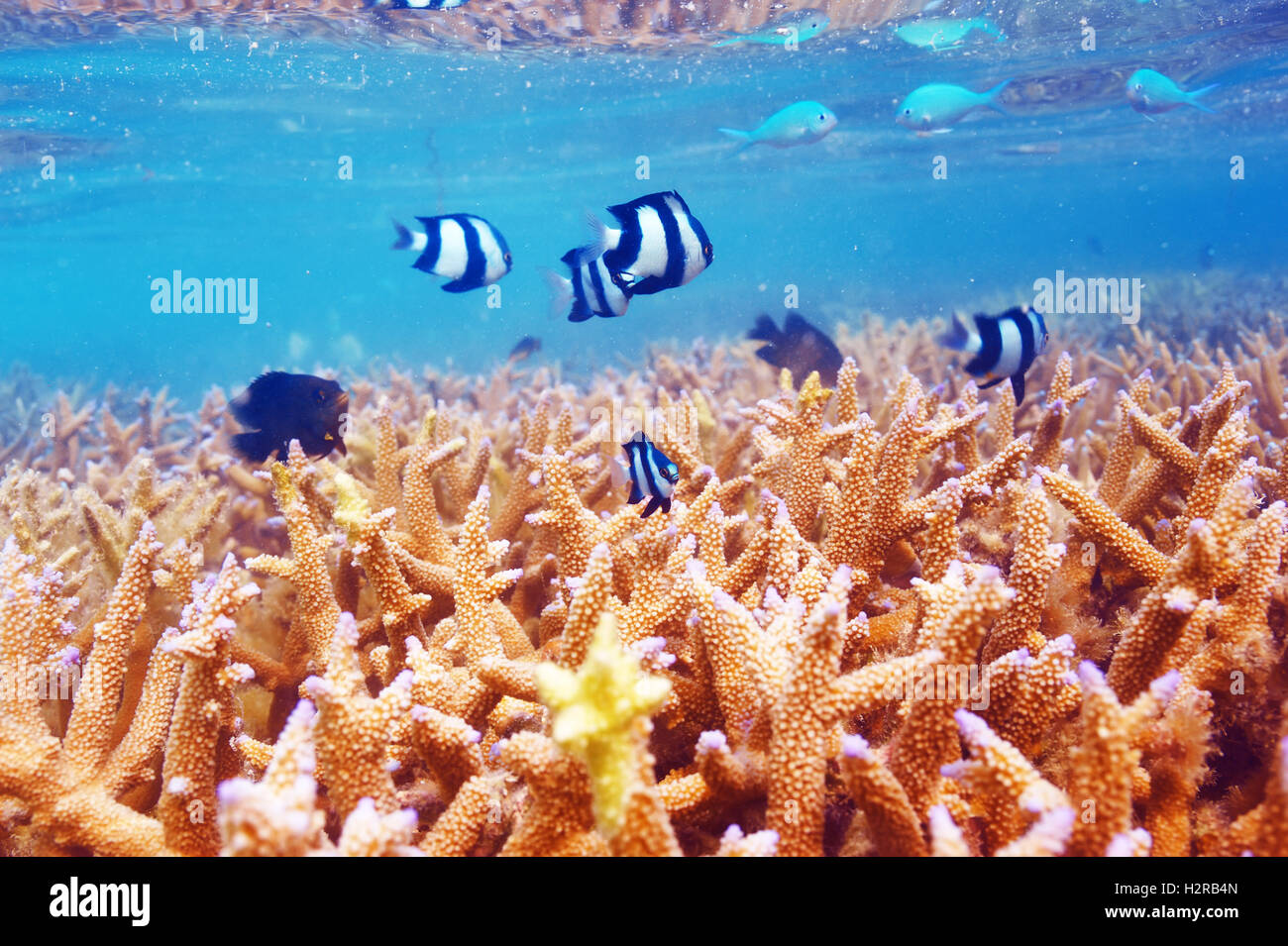 Coral reef at Maldives Stock Photo - Alamy
