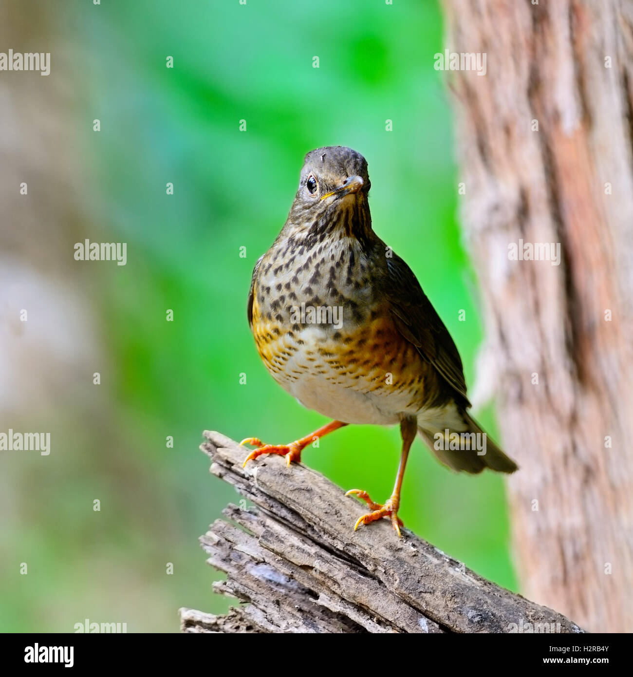 female Japanese Thrush Stock Photo - Alamy