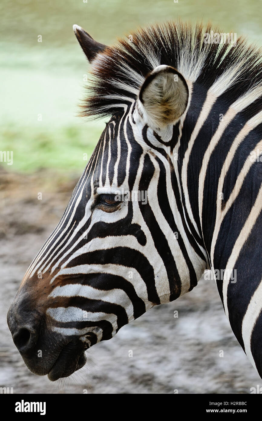 Africa safari wildlife hi-res stock photography and images - Alamy