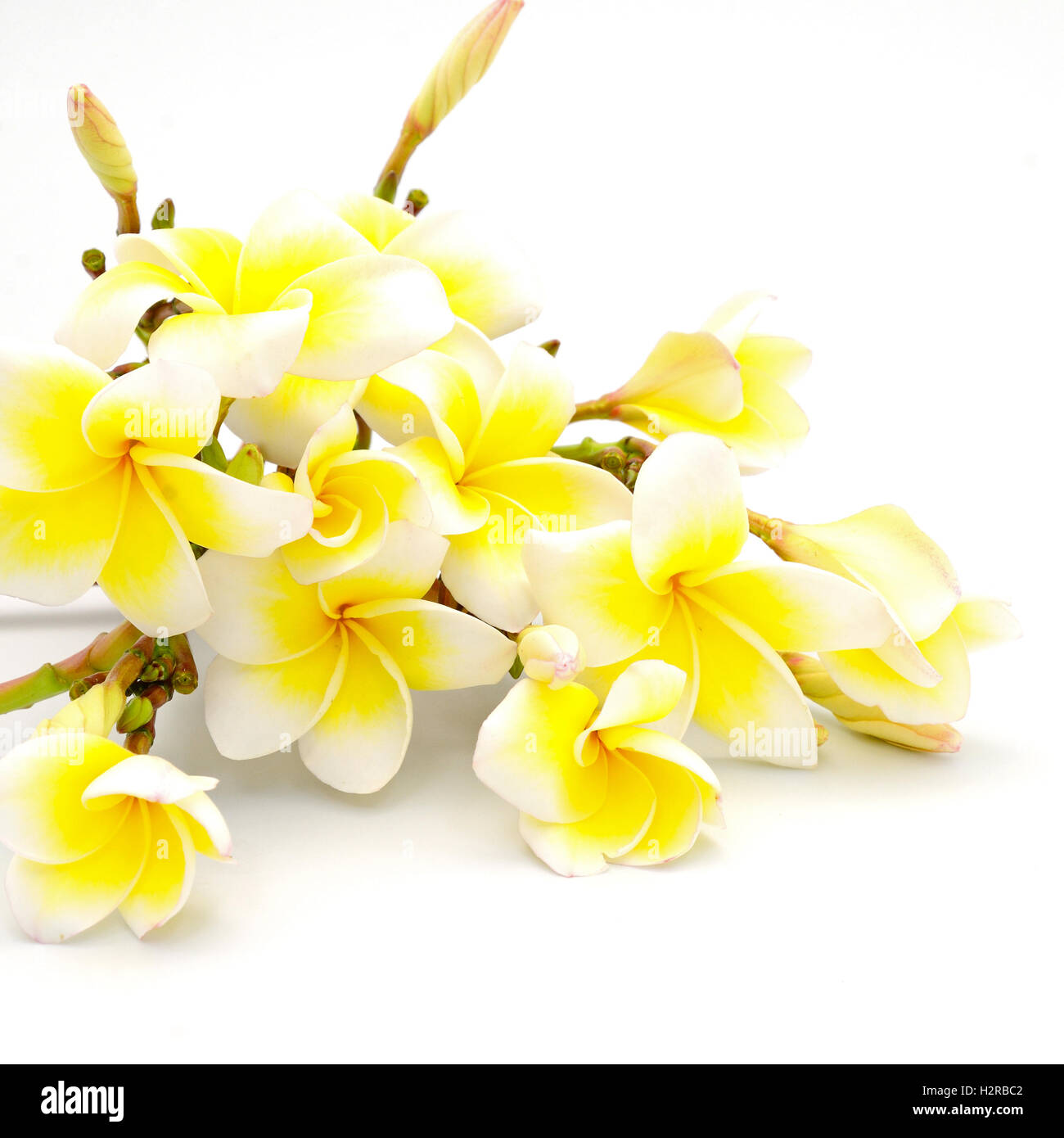 Plumeria tree hi-res stock photography and images - Alamy