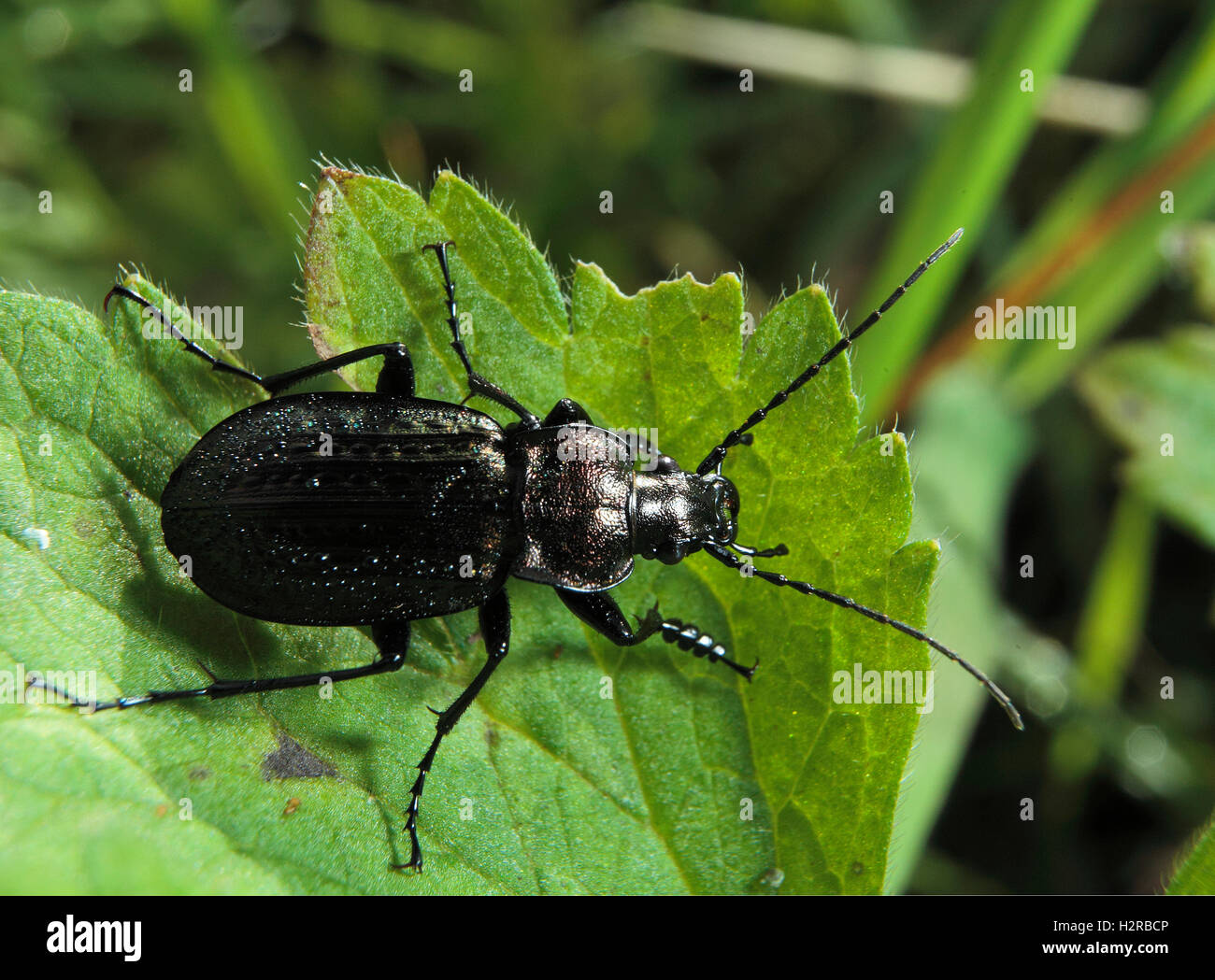 Beetles parts hi-res stock photography and images - Alamy