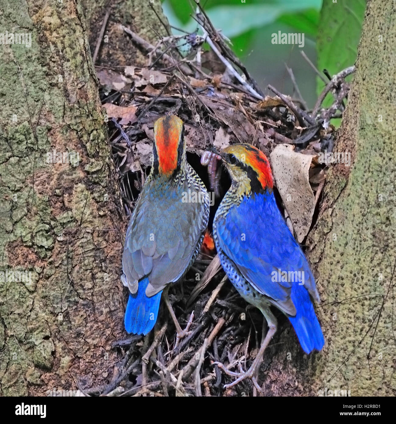 Blue nape and back hi-res stock photography and images - Alamy
