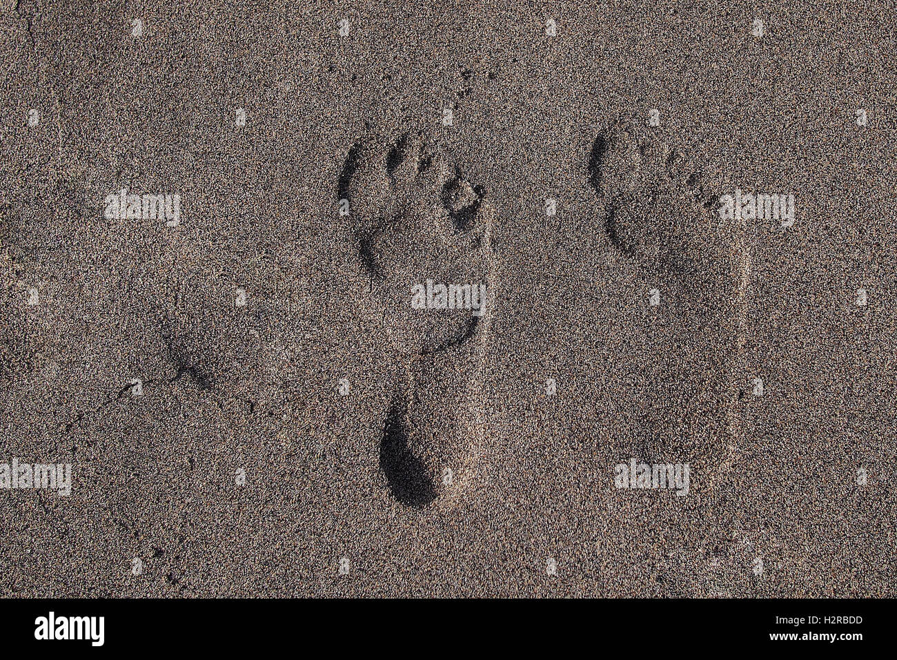 Footprints in sand at the Beach Stock Photo - Alamy