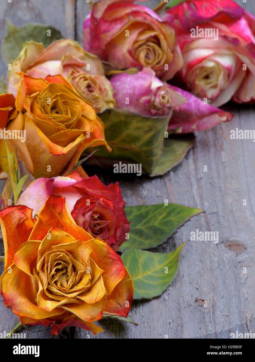 Colorful dried withered roses hi-res stock photography and images - Alamy