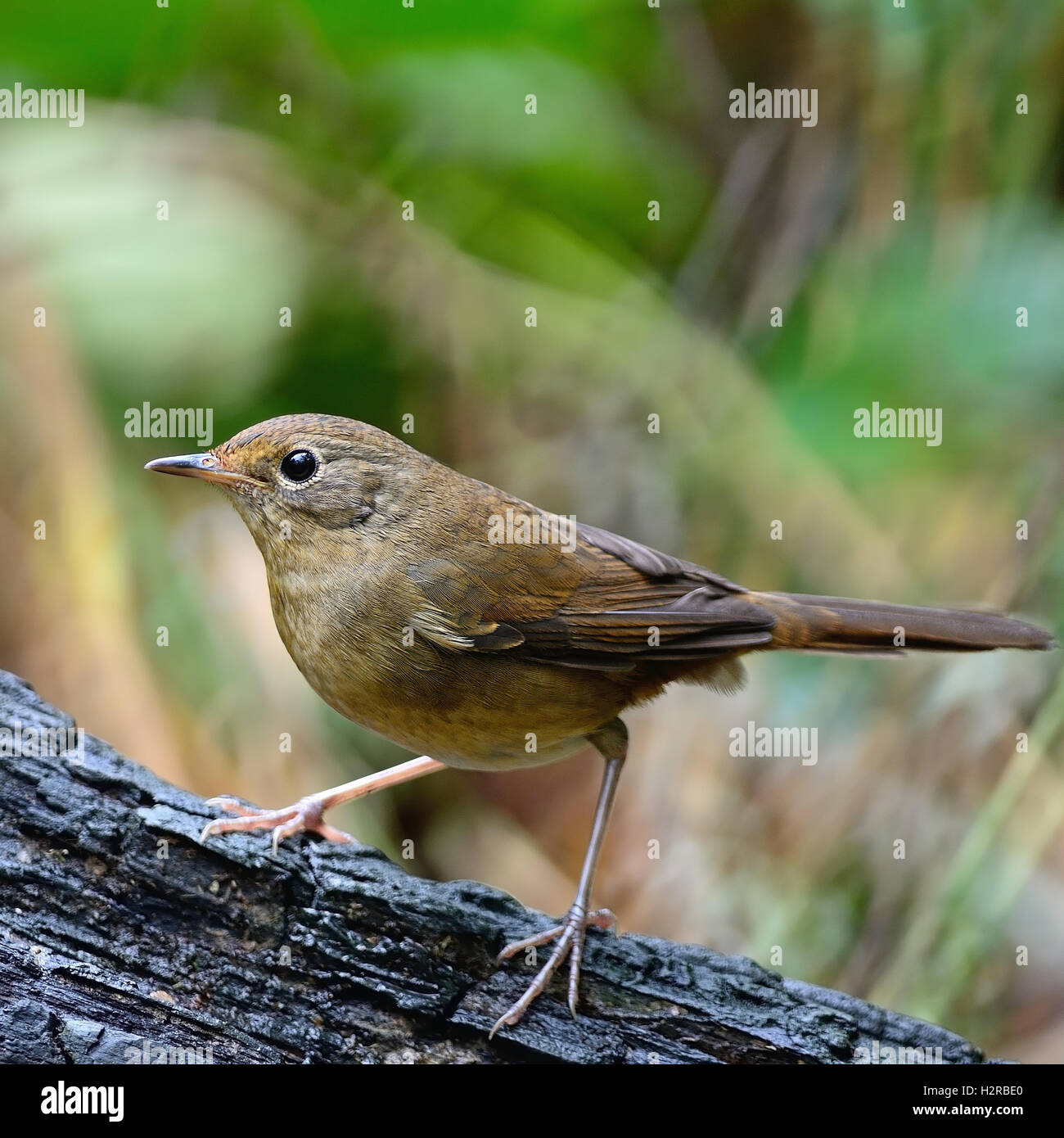 White bellied redstart hi-res stock photography and images - Alamy