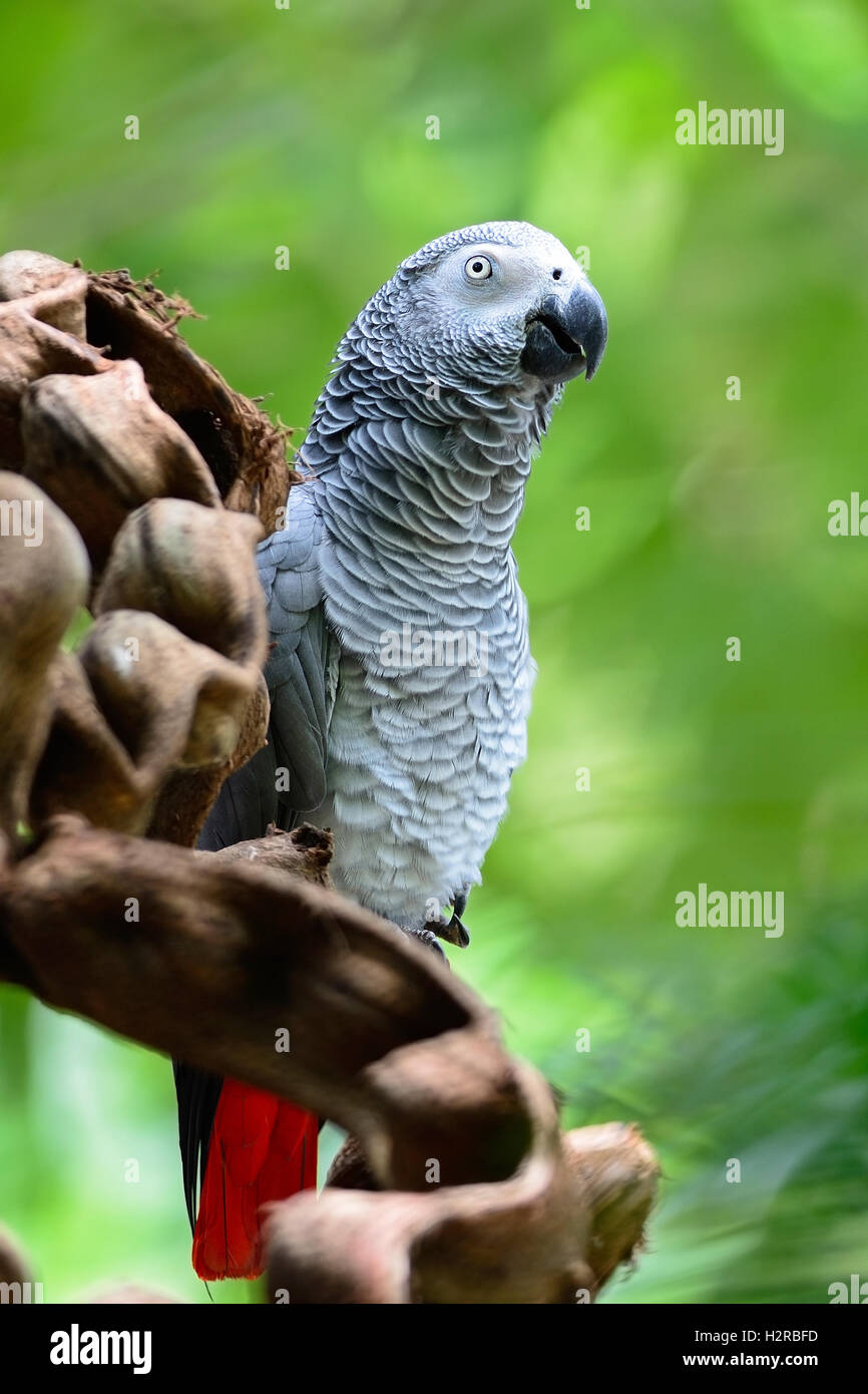 African Grey Parrot Stock Photo - Alamy