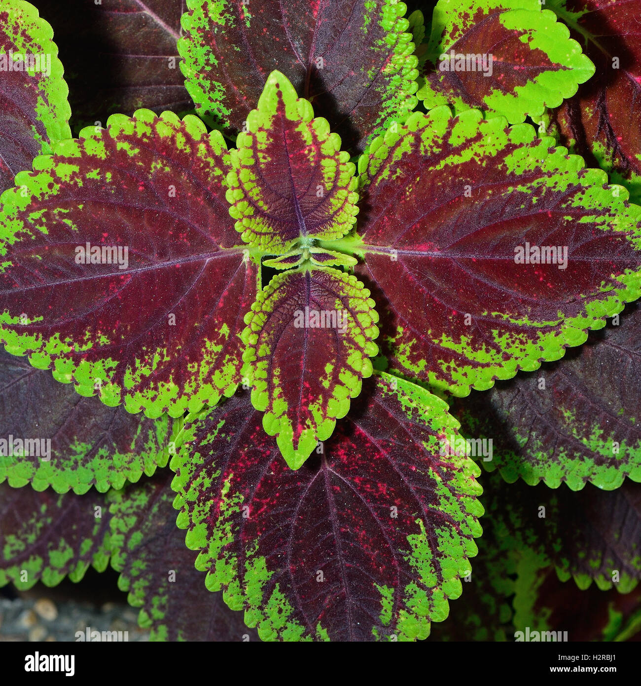 Coleus Red Plant Stock Photos & Coleus Red Plant Stock Images - Alamy