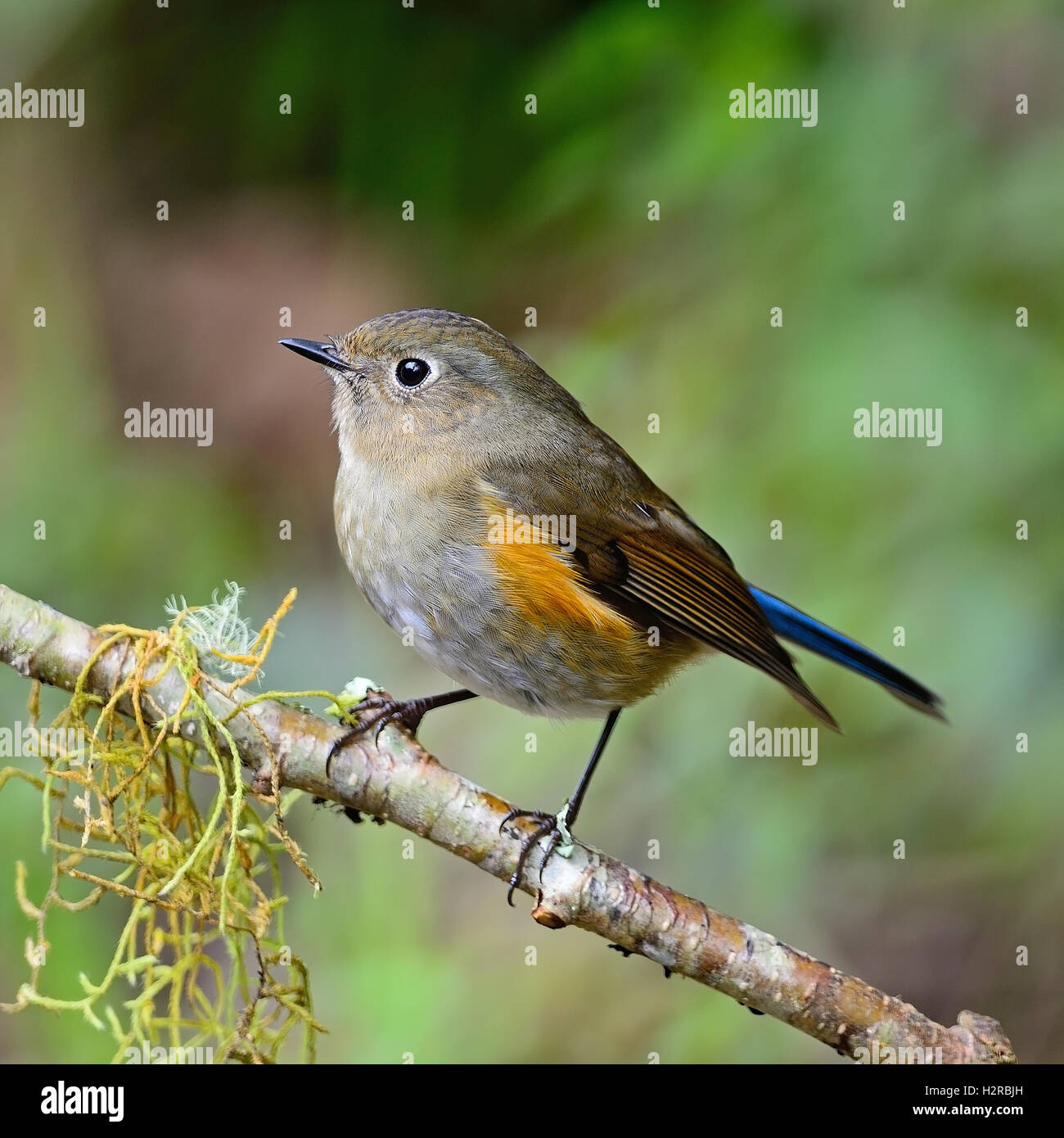 female Himalayan Bluetail Stock Photo - Alamy
