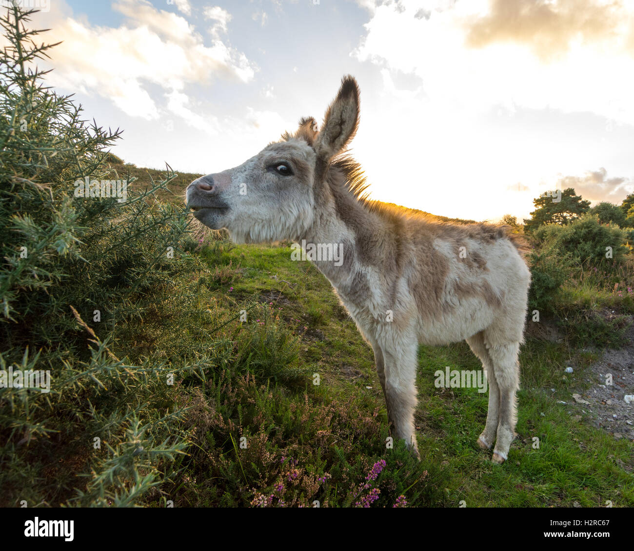 Donkey gorse bush hi-res stock photography and images - Alamy