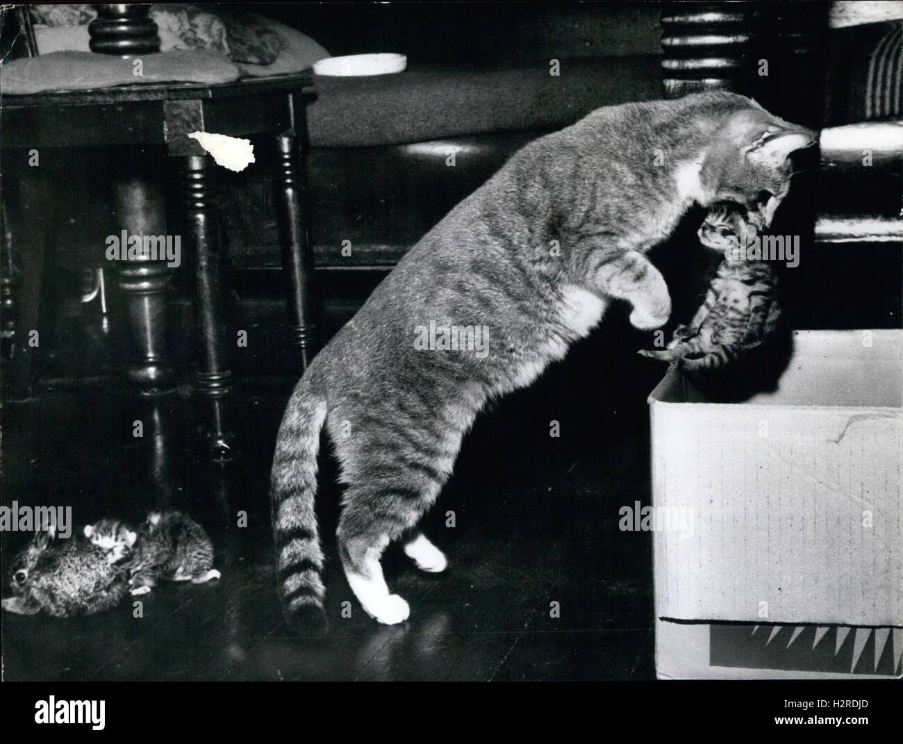 1961 - Off To Bed Now Enough Is Enough cat kitten mother © Keystone ...