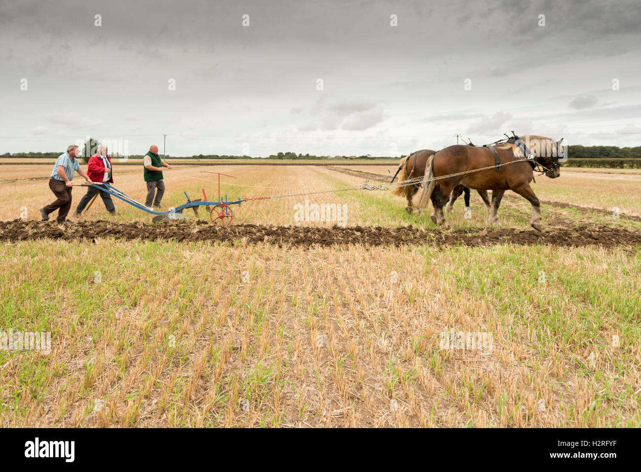 English draught horse hi-res stock photography and images - Alamy