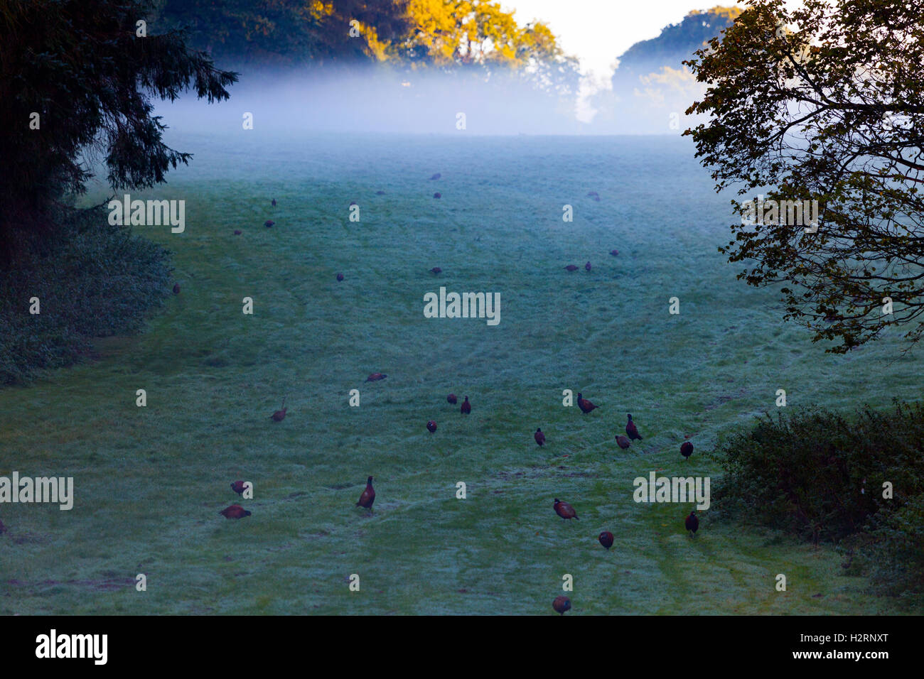Pheasants braving the morning cold and mist in a field near Halkyn ...