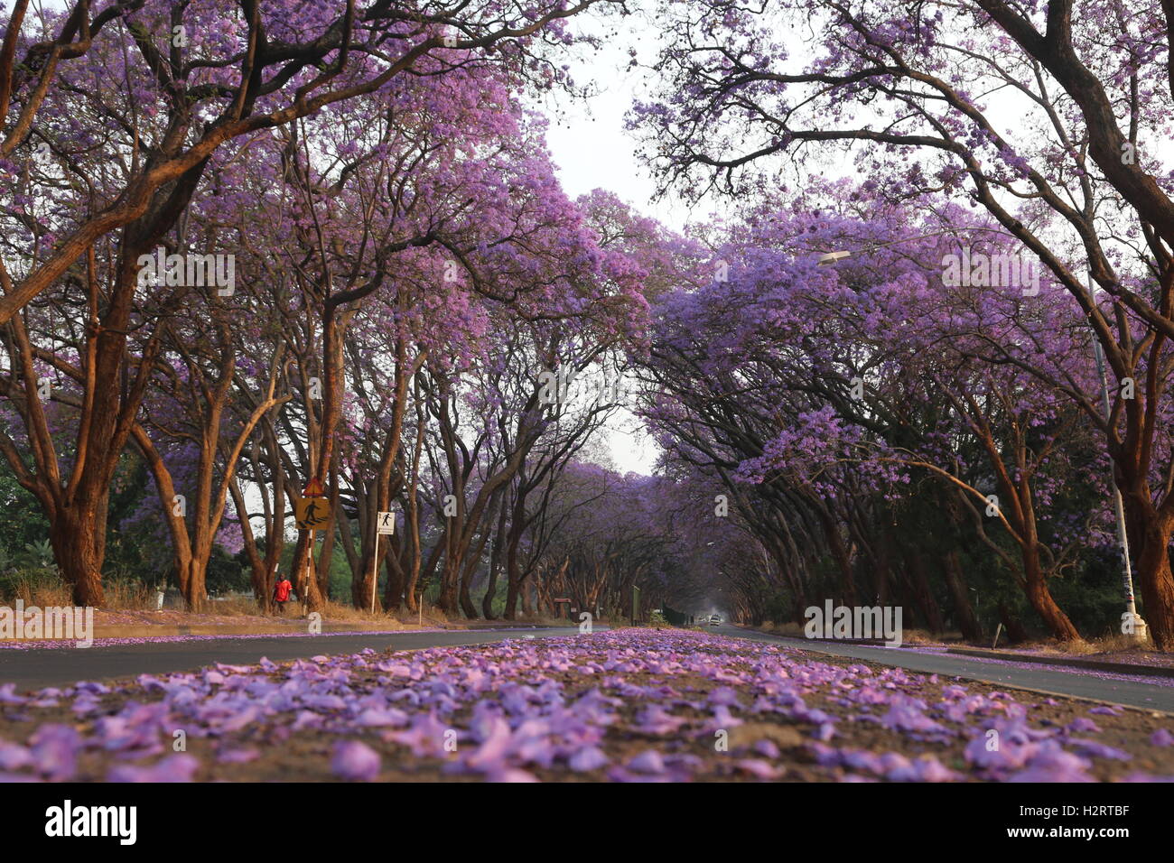 Harare. 2nd Oct, 2016. Photo taken on Oct. 2, 2016 shows Jacaranda ...