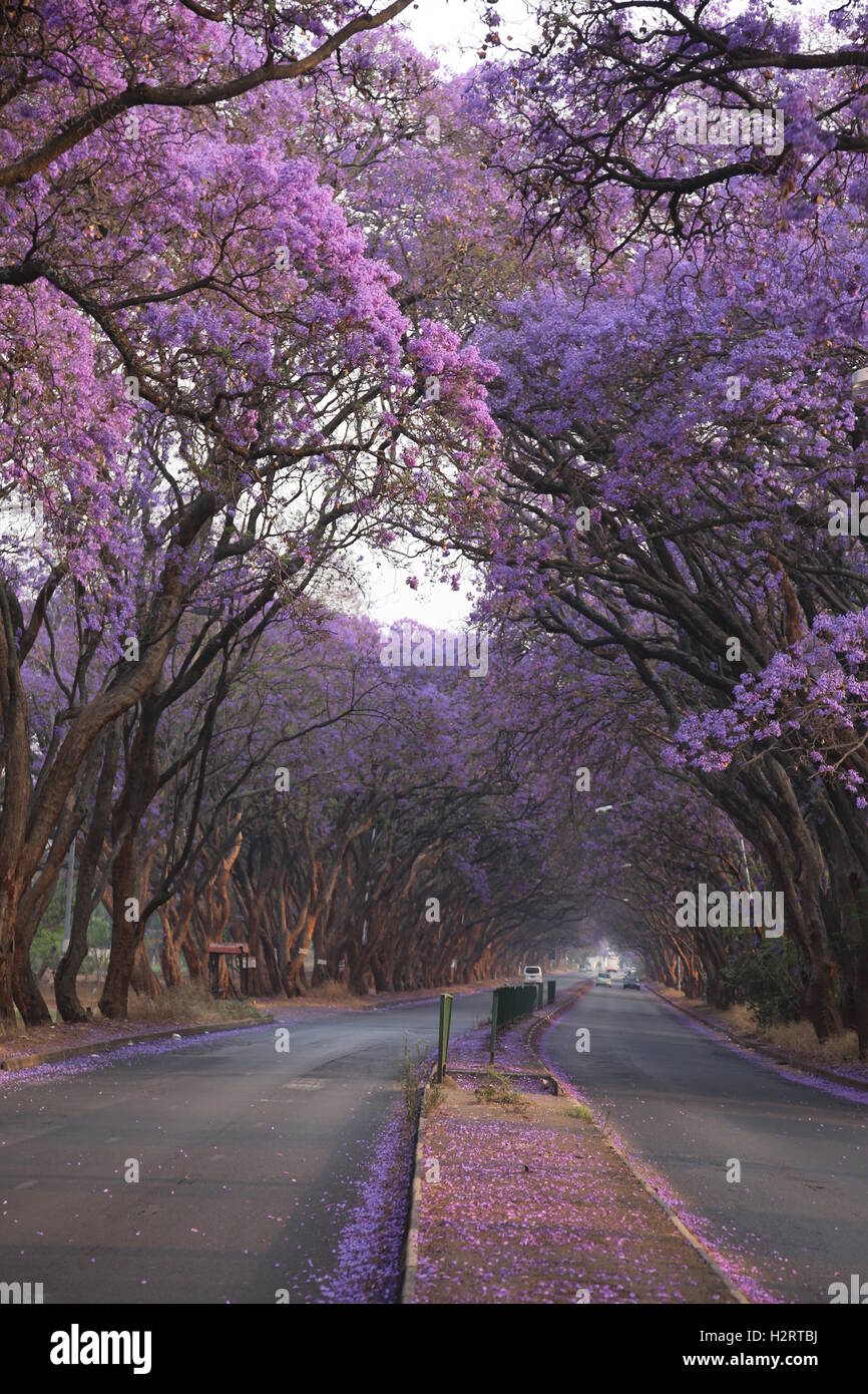 Harare jacaranda hi-res stock photography and images - Alamy