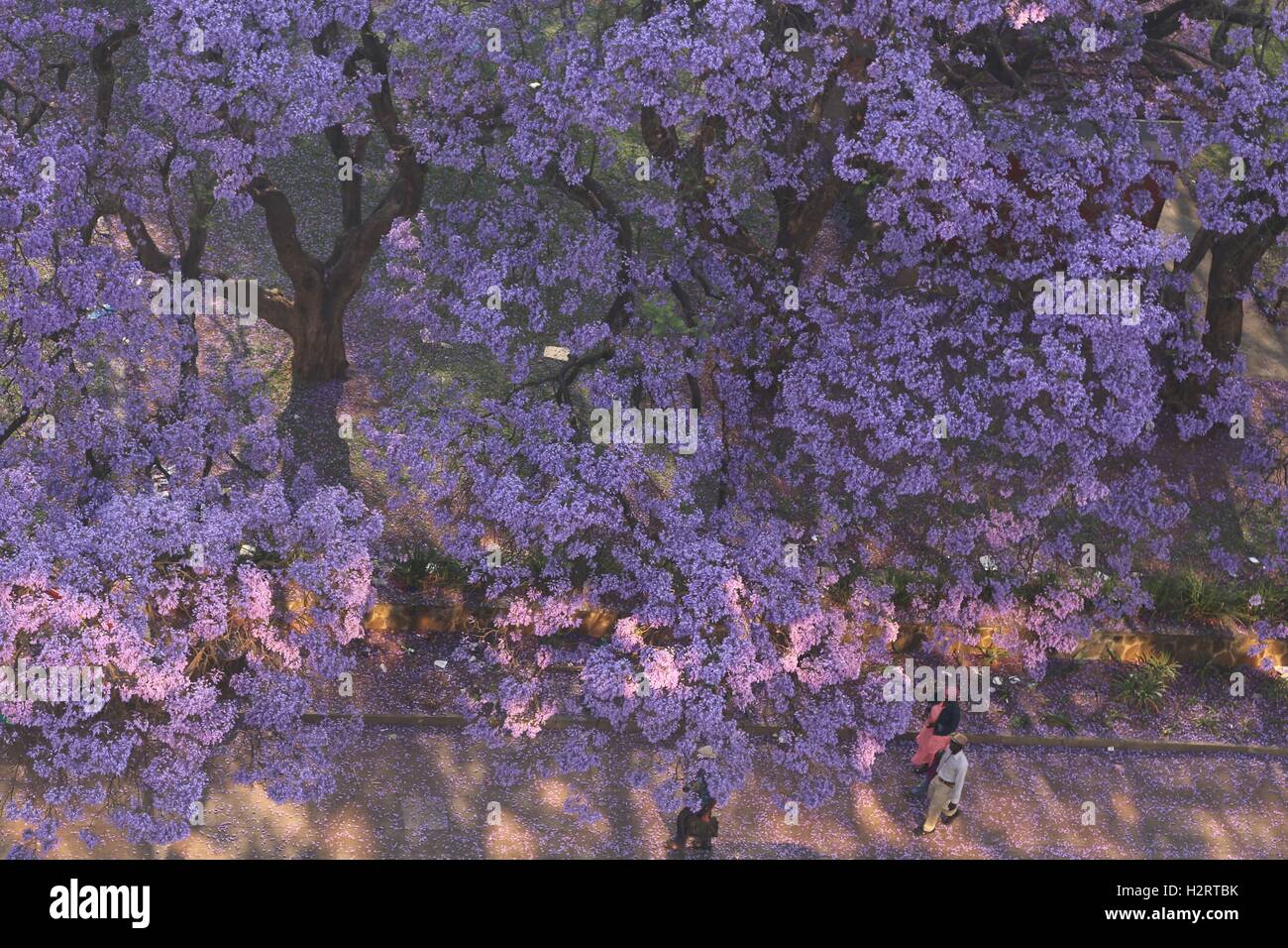 Zimbabwe harare jacaranda hi-res stock photography and images - Alamy