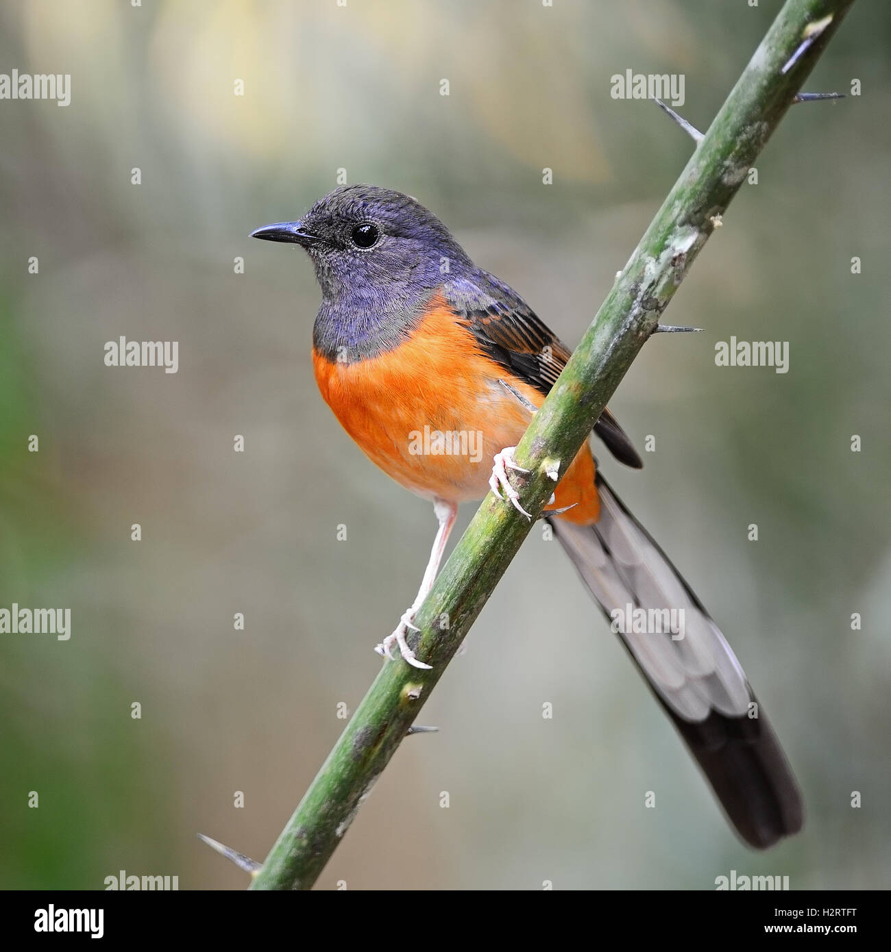 juvenile male White-rumped Shama Stock Photo - Alamy