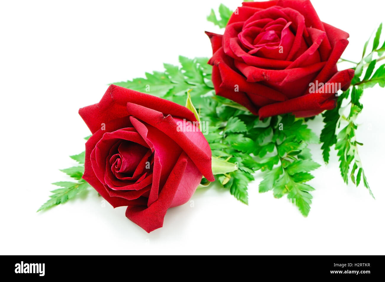 Open red rose Cut Out Stock Images & Pictures - Alamy