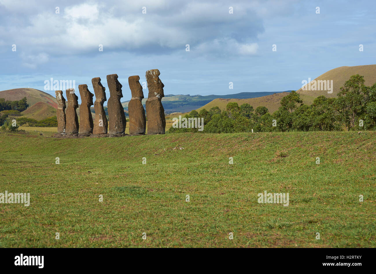 Moai statues set amongst green fields and facing the sea on Rapa Nui ...