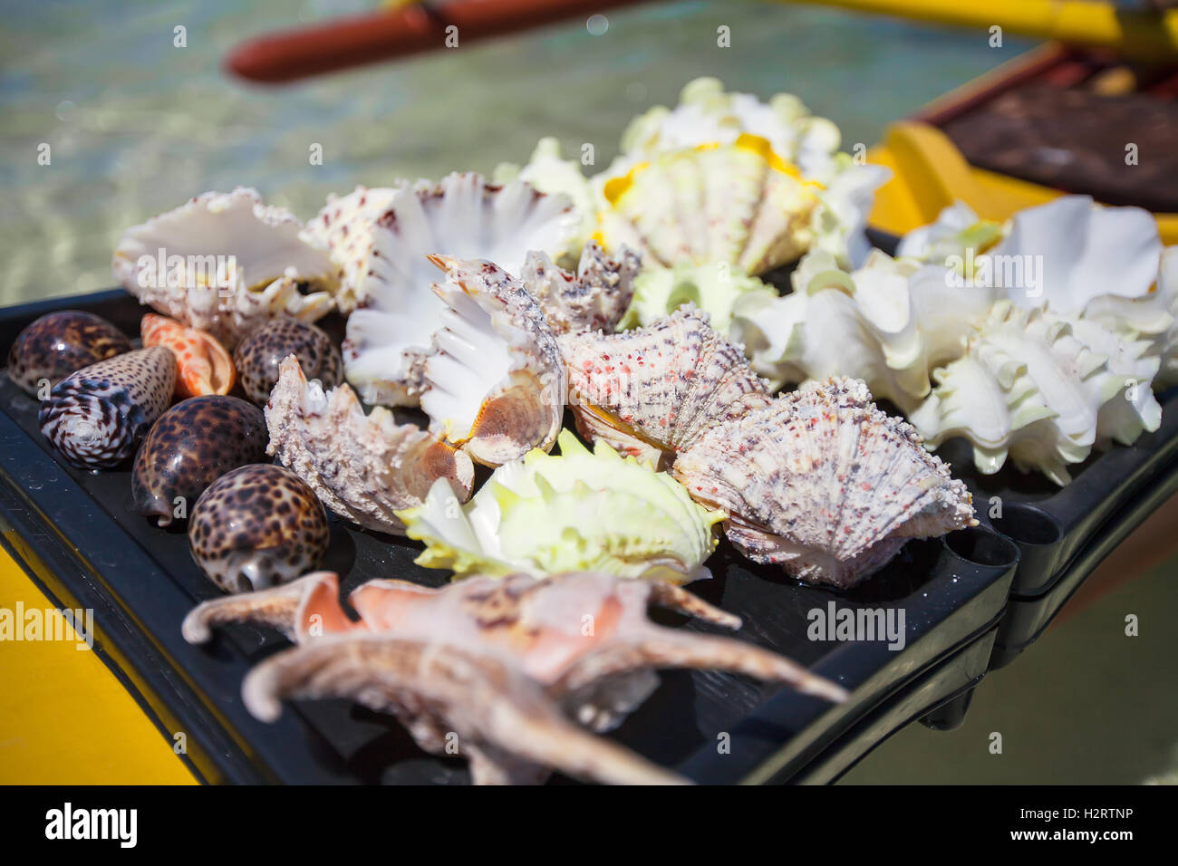 Beautiful colorful seashells in a basin on tropical island Stock Photo ...