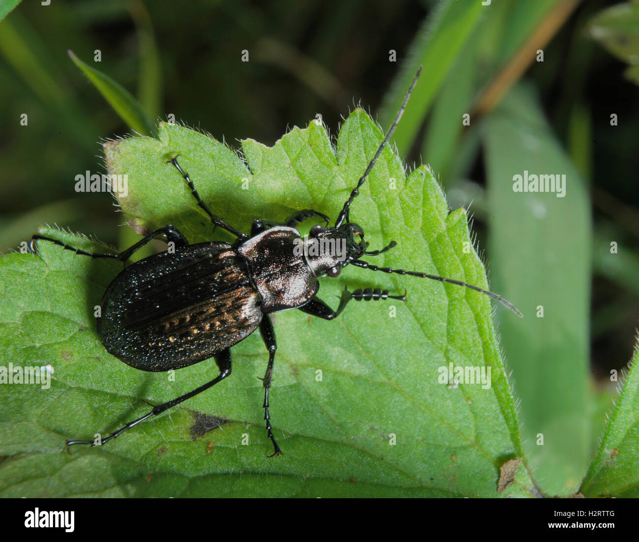 Beetles parts hi-res stock photography and images - Alamy